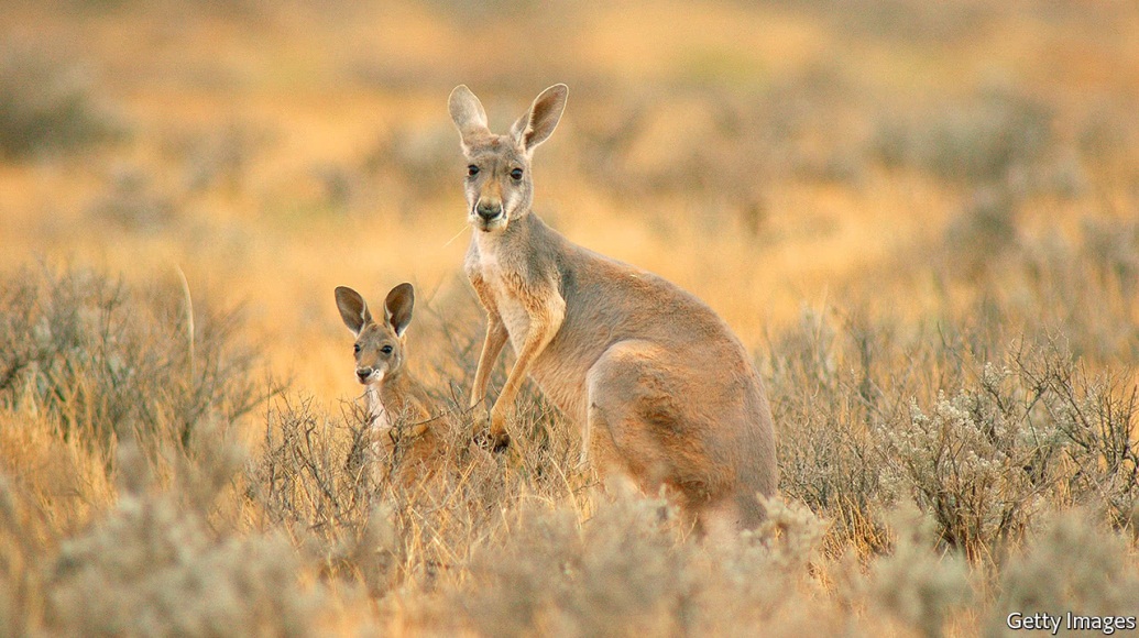 kangu - UniAustralia